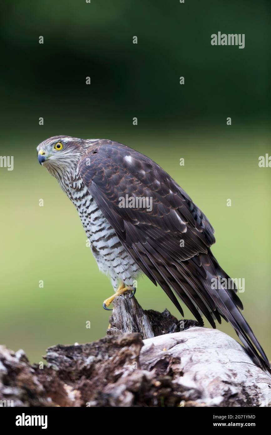 European Sparrowhawk Accipiter nisus in close view Stock Photo - Alamy