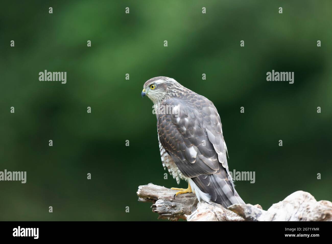 European Sparrowhawk Accipiter nisus in close view Stock Photo - Alamy