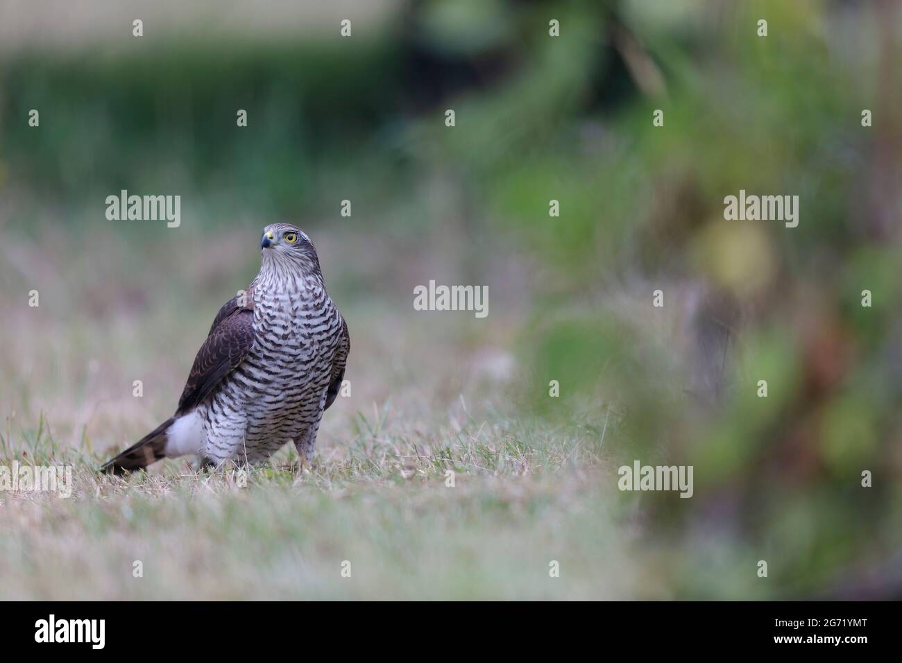 Brown hawk spreading wings hi-res stock photography and images - Alamy
