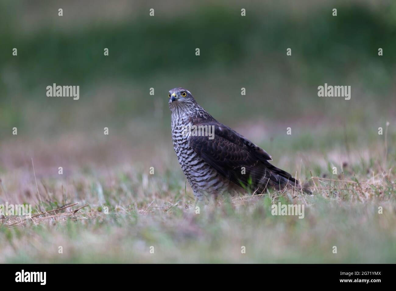 European Sparrowhawk Accipiter nisus in close view Stock Photo - Alamy