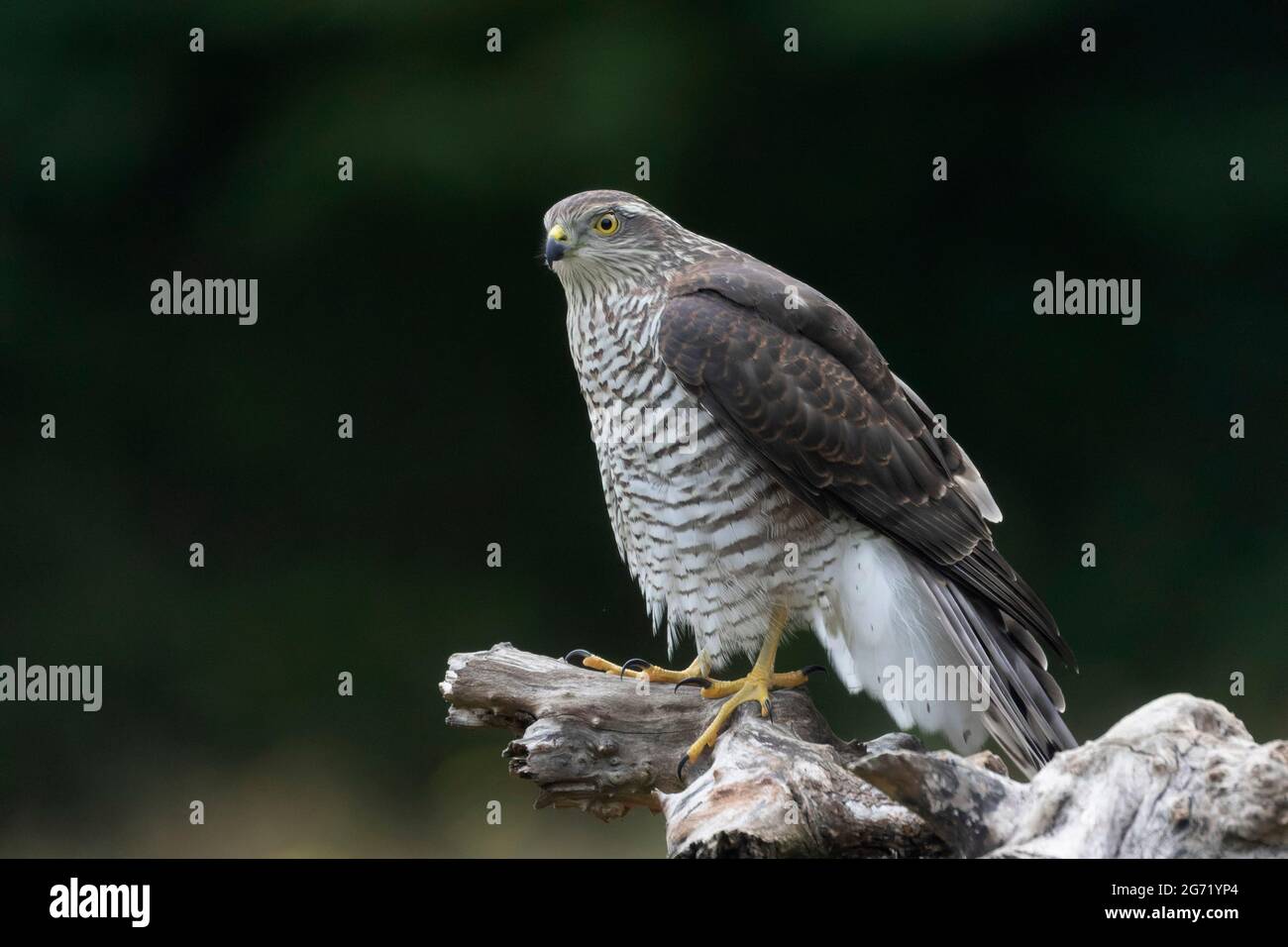 European Sparrowhawk Accipiter nisus in close view Stock Photo - Alamy
