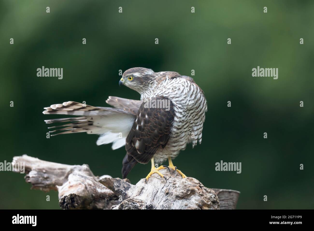 European Sparrowhawk Accipiter nisus in close view Stock Photo - Alamy