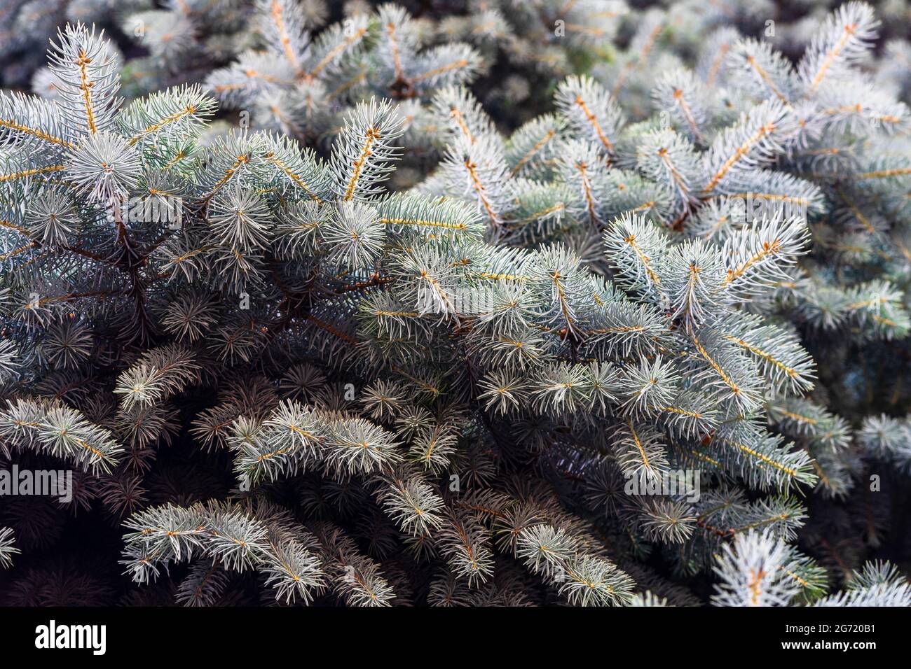 Silver Spruce Fur Pine Tree