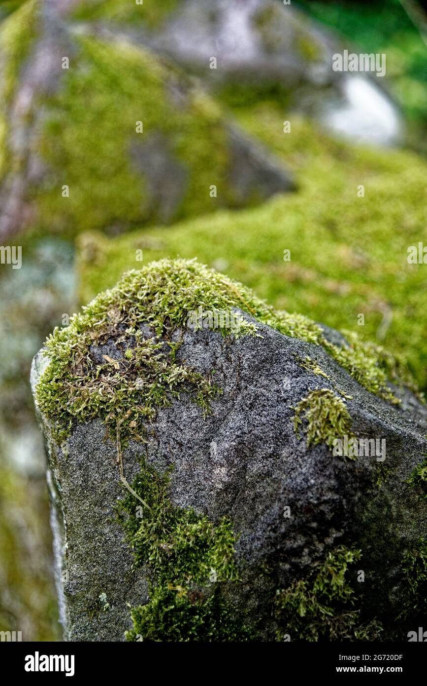 Growing Lichens On Rocks