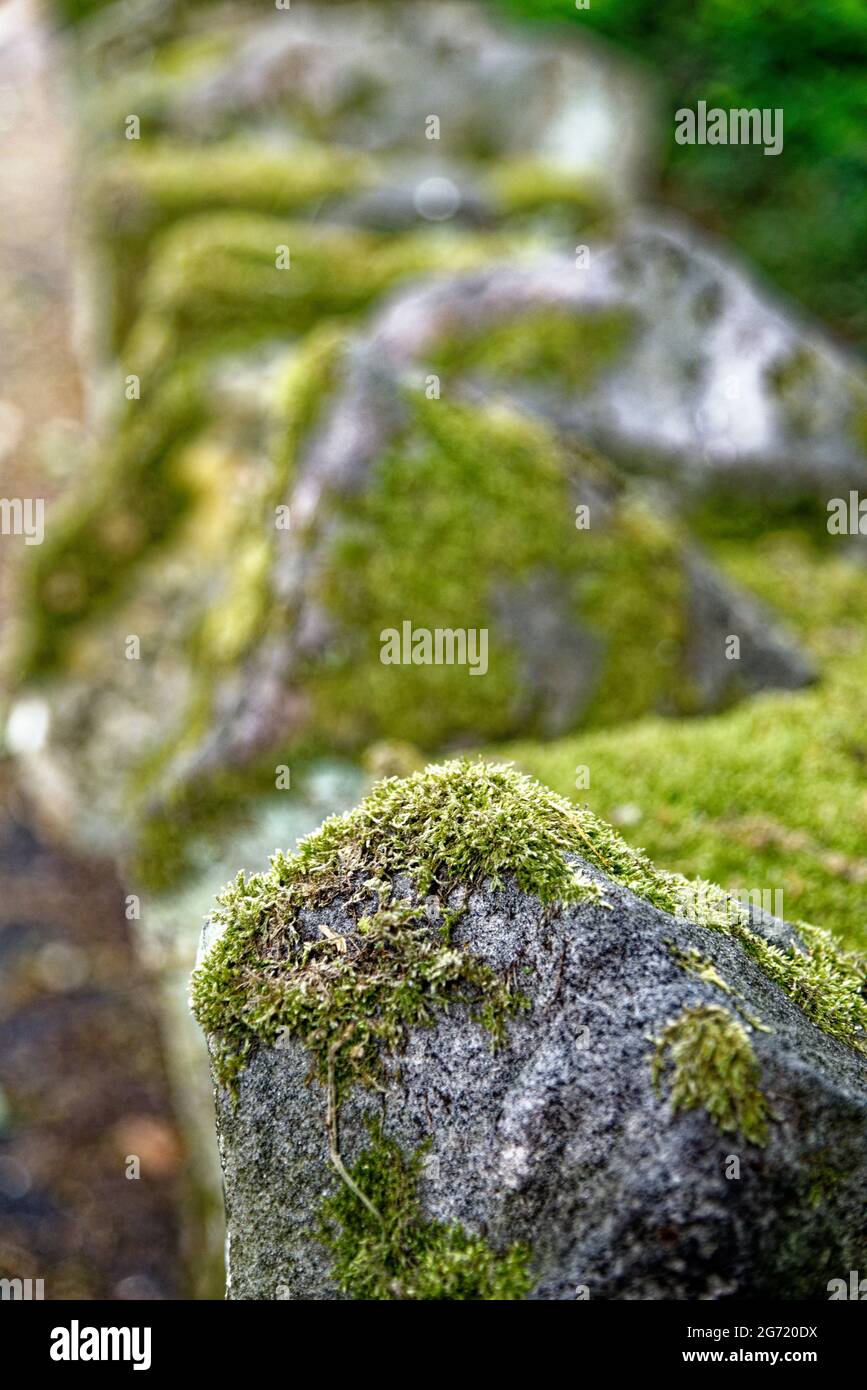 Colonies of lichens growing on rocks in United Kingdom Stock Photo - Alamy
