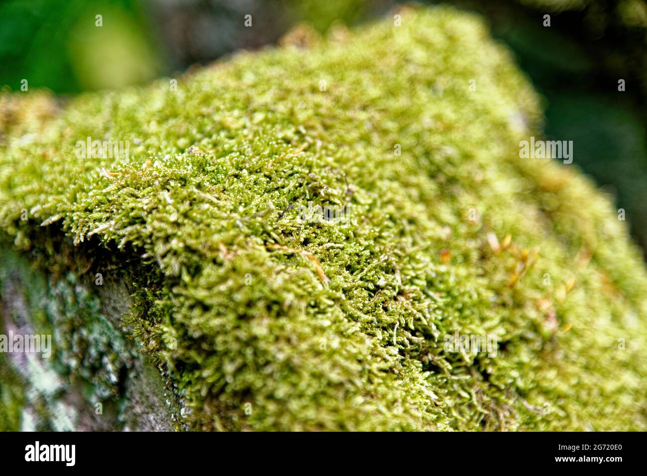 Colonies of lichens growing on rocks in United Kingdom Stock Photo - Alamy