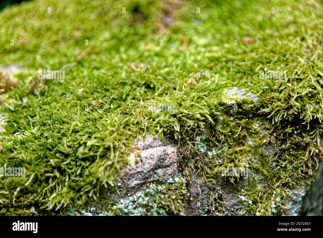 Colonies of lichens growing on rocks in United Kingdom Stock Photo - Alamy