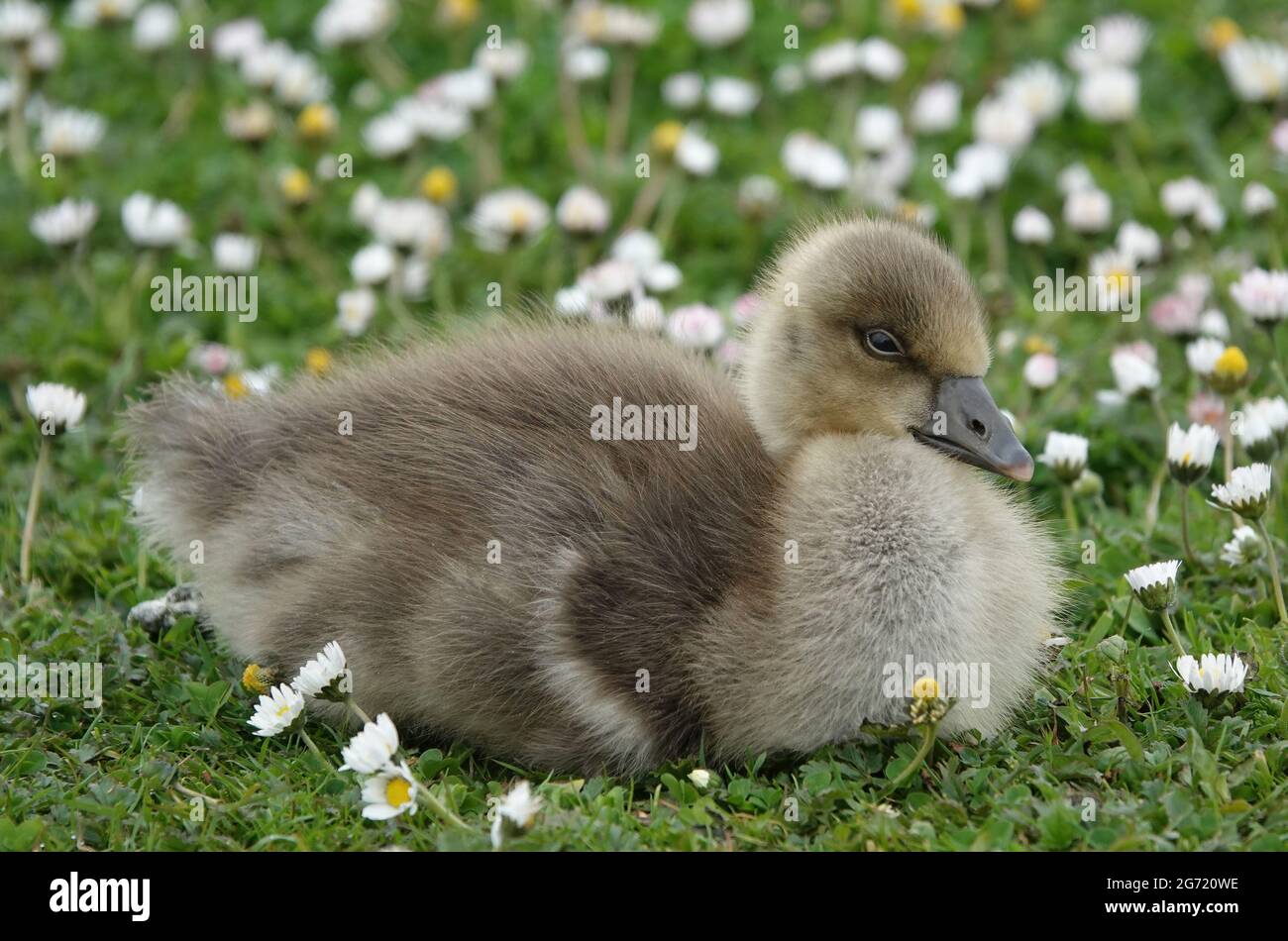Cute grey domestic goose on the field with flowers Stock Photo - Alamy