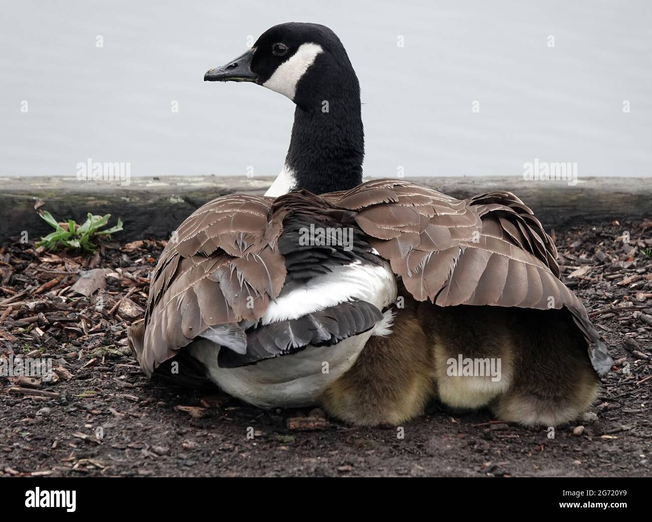 Graceful mother goose with goslings under her wing Stock Photo - Alamy