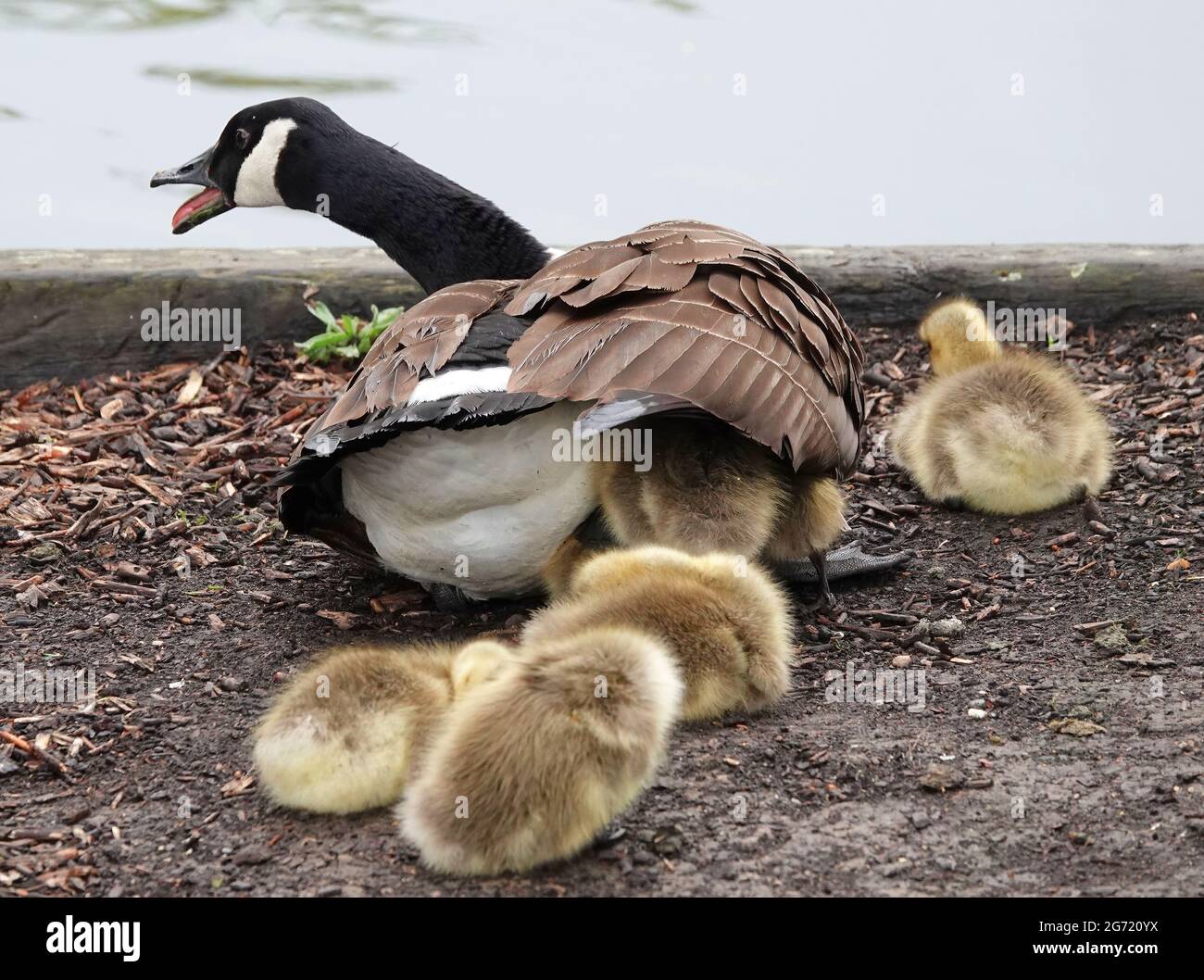 Mother goose protecting goslings under her wing Stock Photo - Alamy