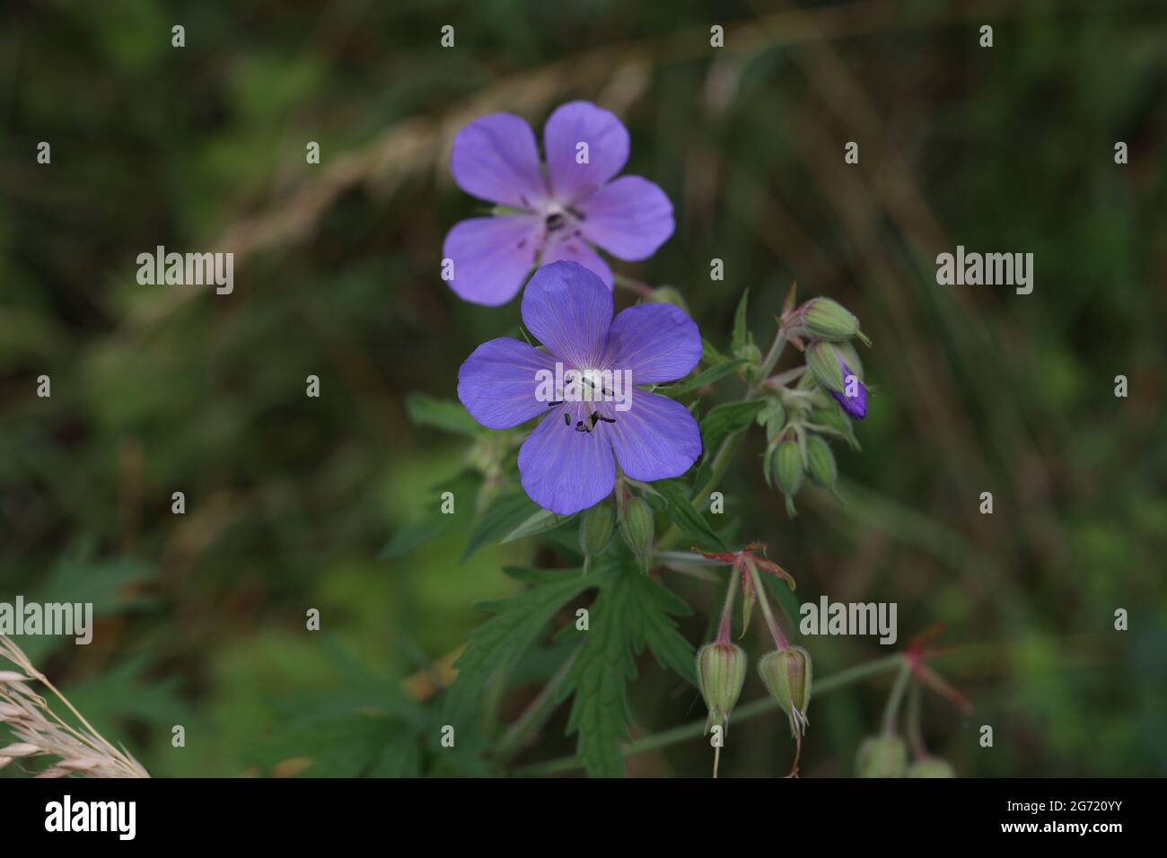 Delicate blue flowers of the meadow geranium Stock Photo - Alamy