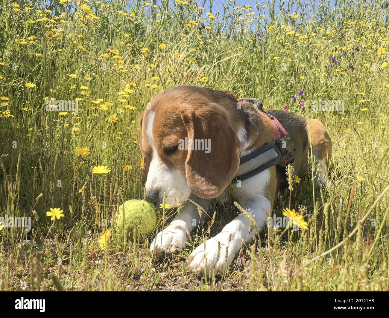 Beagle dog with a tennis ball in a field Stock Photo - Alamy