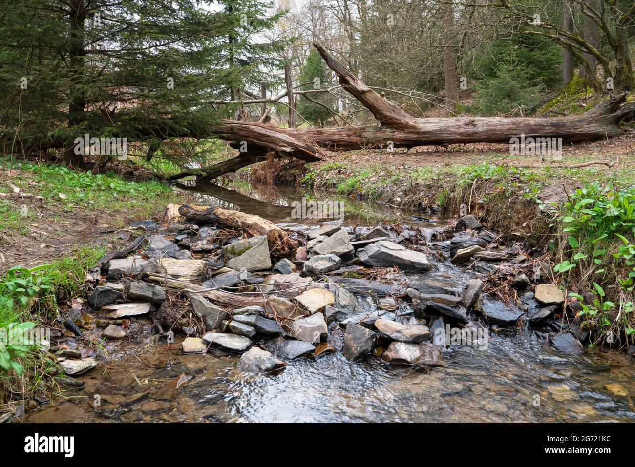 Rocks stumble a small stream with huge branches falling Stock Photo - Alamy