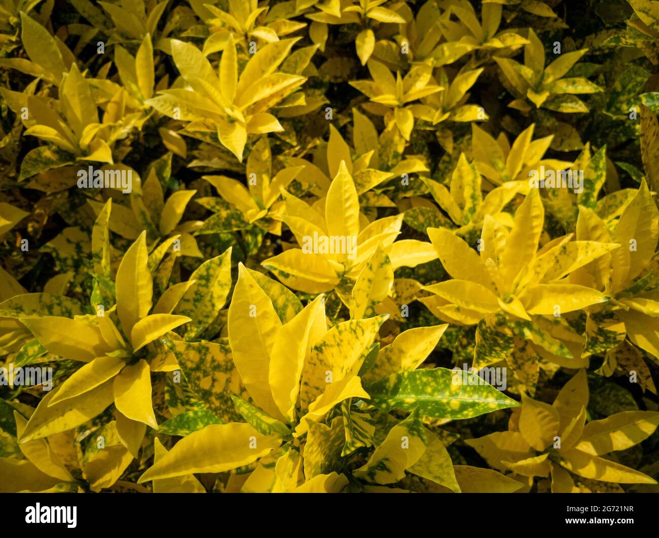 Laurel plants hi-res stock photography and images - Alamy
