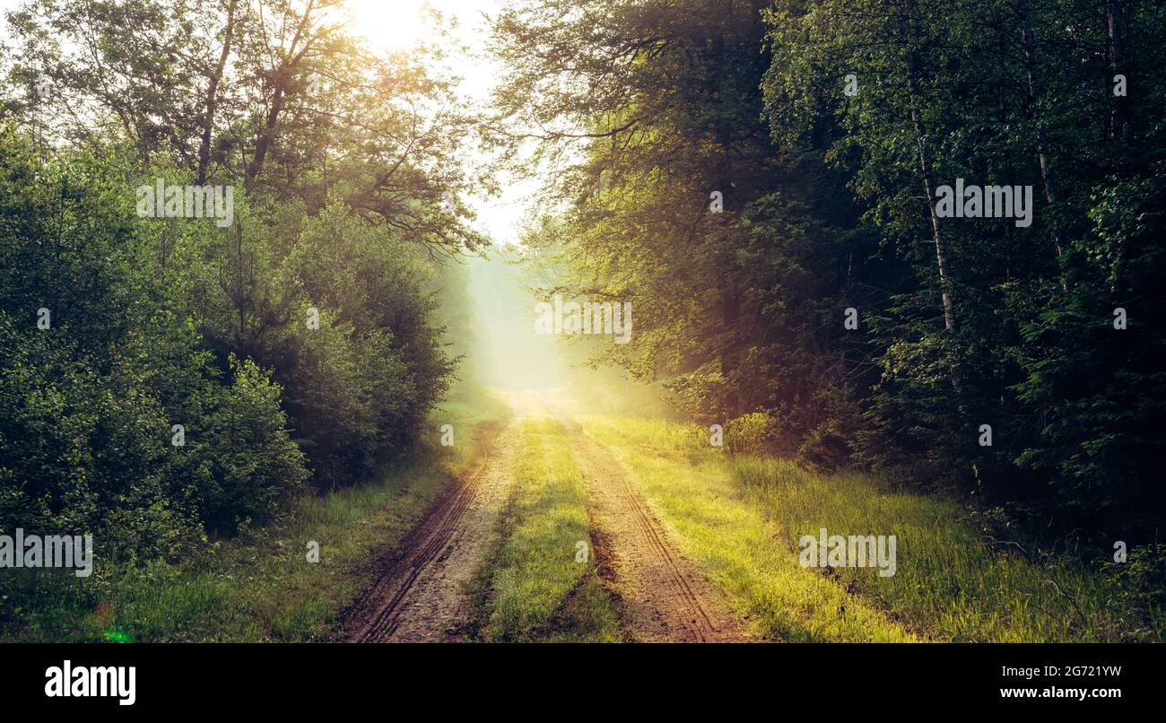 Early morning and sun rays penetrating through the woods Stock Photo ...