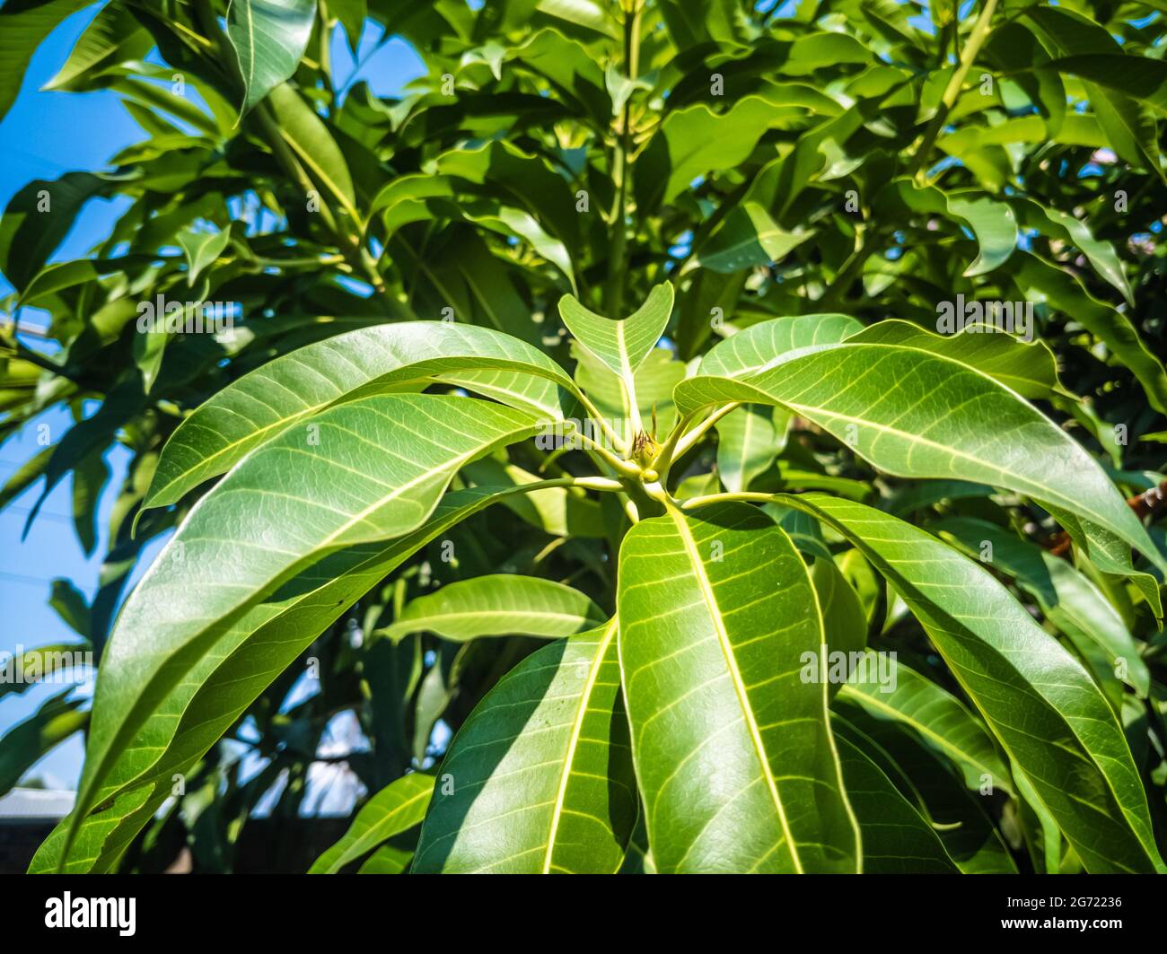 Low angle shot of a growing mango tree Stock Photo - Alamy
