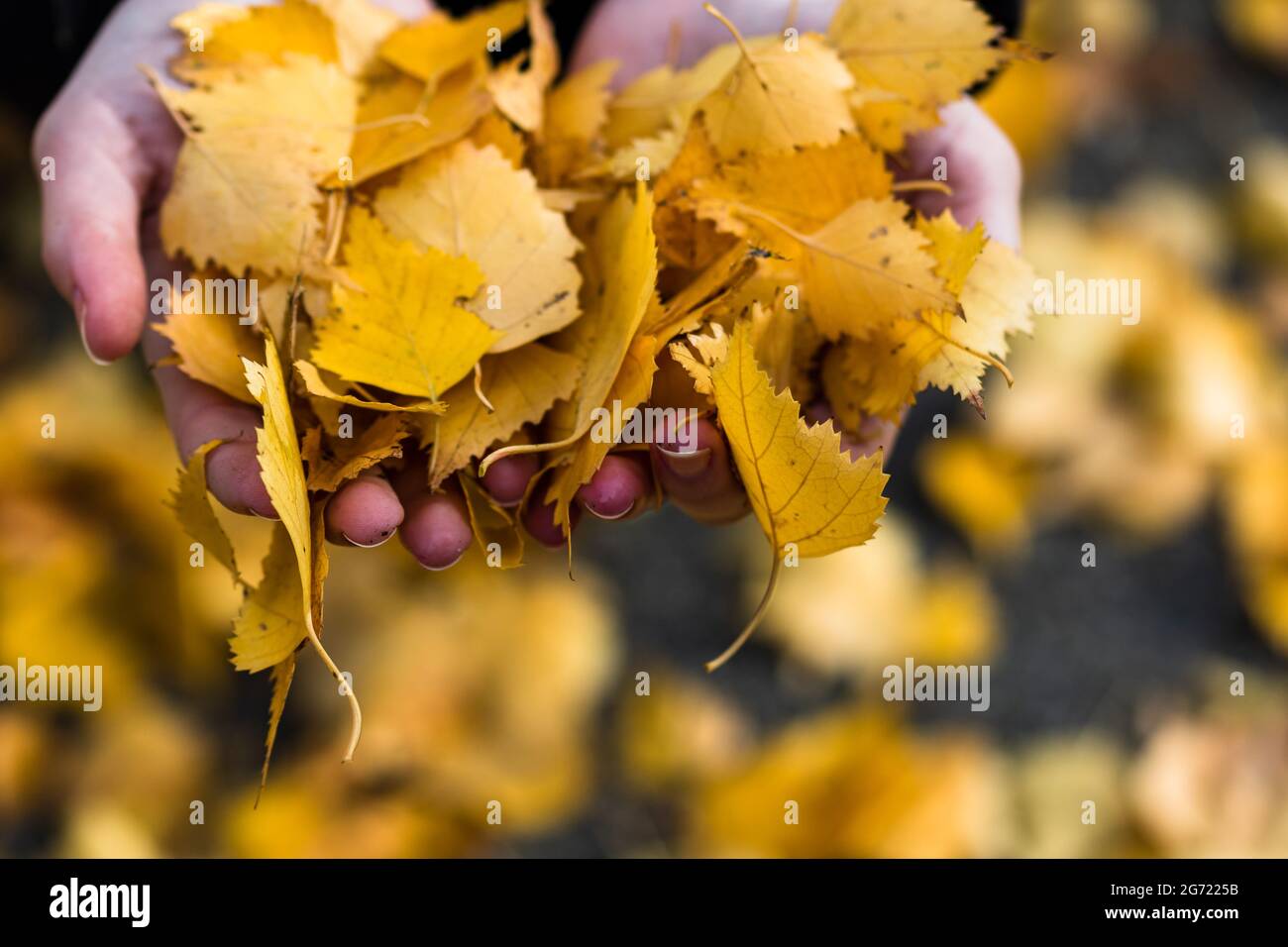 Hands holding fallen autumn orange leaves close up isolated Stock Photo ...