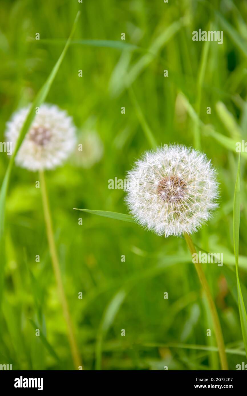 White fluffy dandelions on blurred background of green grass. Close-up ...
