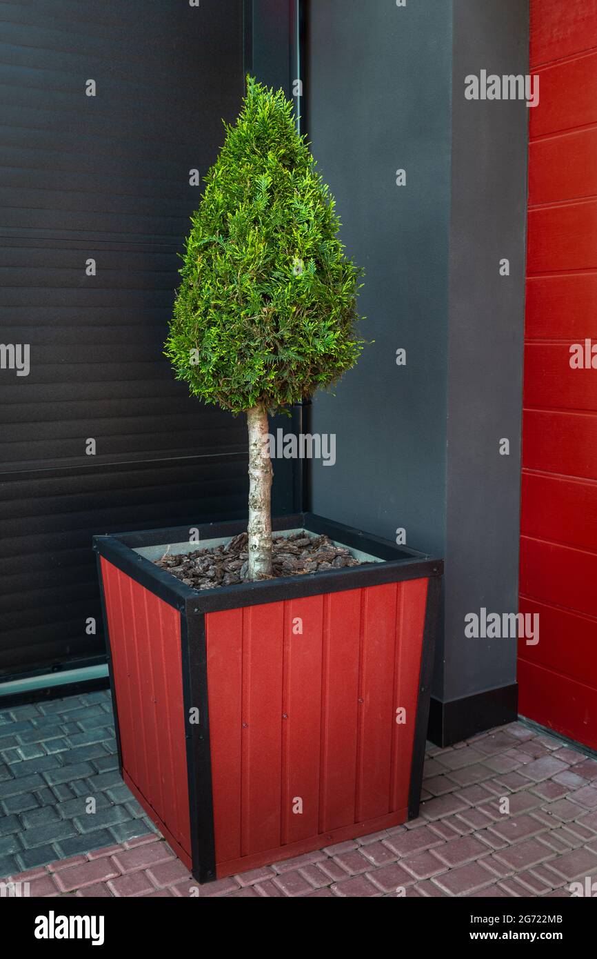 Small evergreen decorative tree growing in a tub in the open air ...