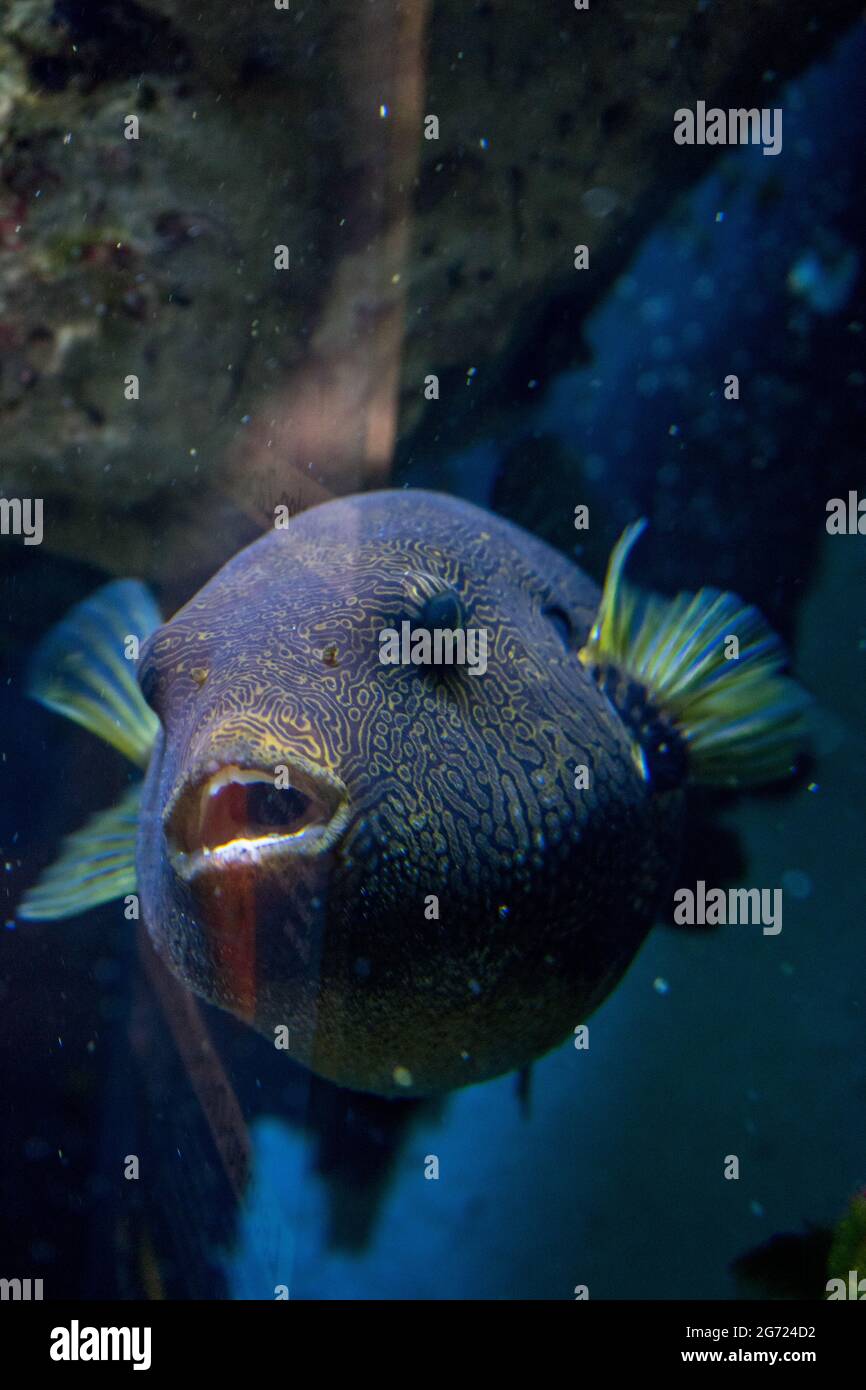 Frame of a fish in the water with open mouth and large eyes Stock Photo ...