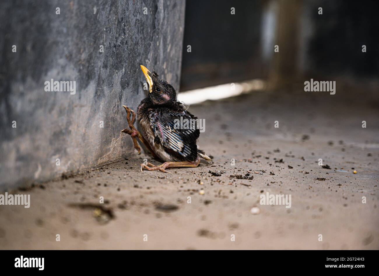 Myna bird nest hi-res stock photography and images - Alamy