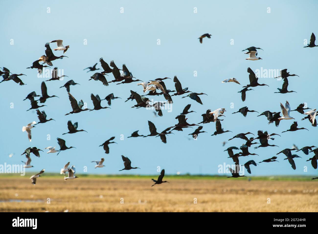 White faced ibis flock in flight, La Pampa province, Patagonia ...