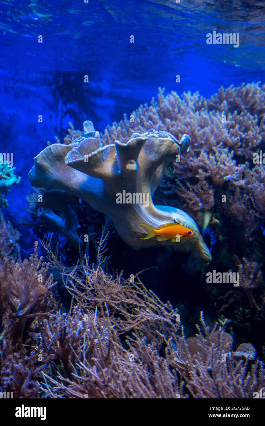 Vertical shot of a cute fish swimming among the corals Stock Photo - Alamy