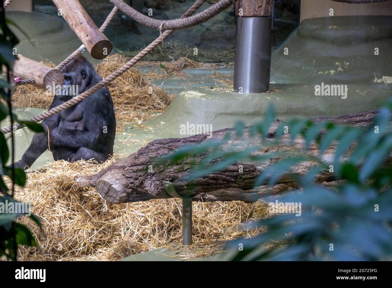 Chimpanzee sitting on the straw at the zoo Stock Photo - Alamy