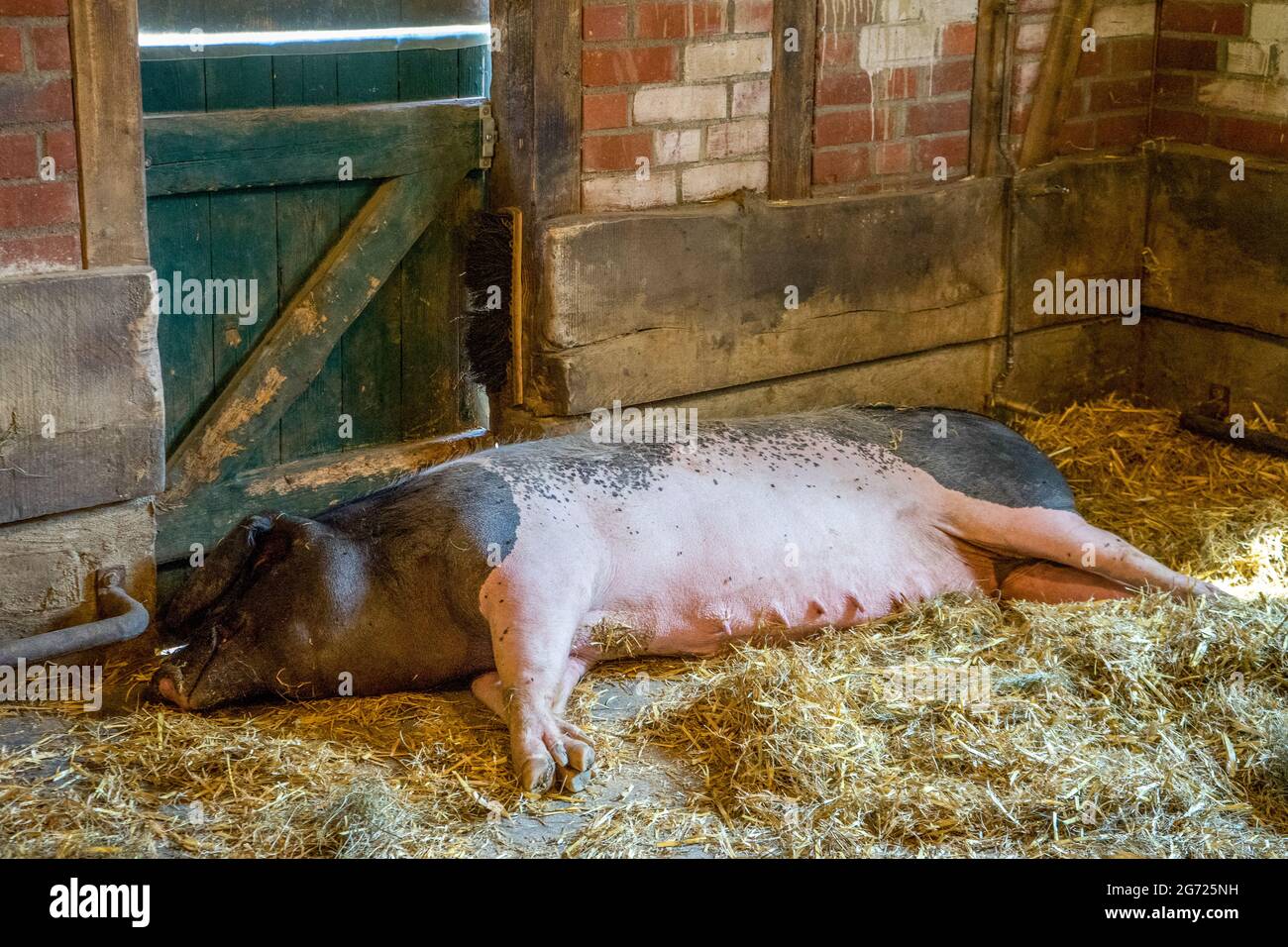 Pig lying on the straw in a bar Stock Photo - Alamy