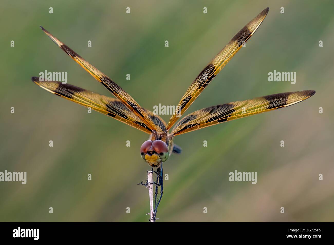 Smiling dragon fly hi-res stock photography and images - Alamy