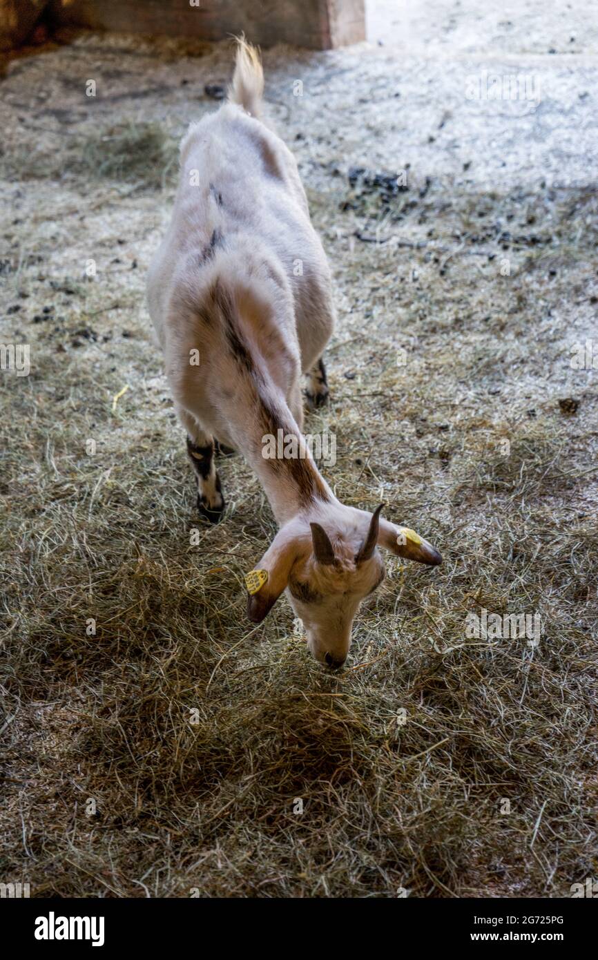 Vertical shot of a cute little goat grazing in the barn Stock Photo - Alamy
