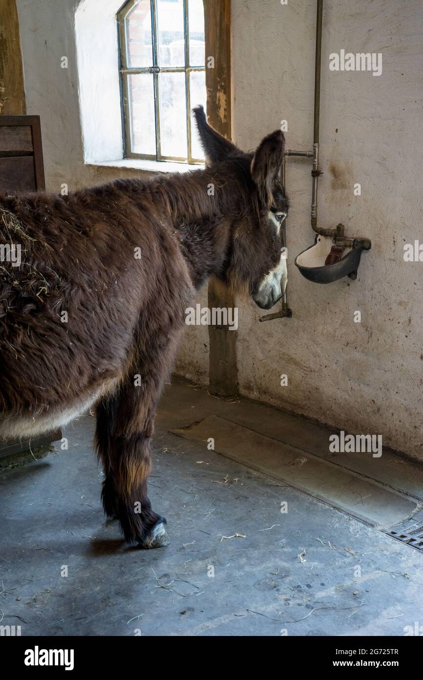 Donkey barn hi-res stock photography and images - Alamy