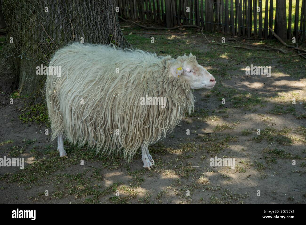 Cute white fluffy sheep at the bar Stock Photo - Alamy