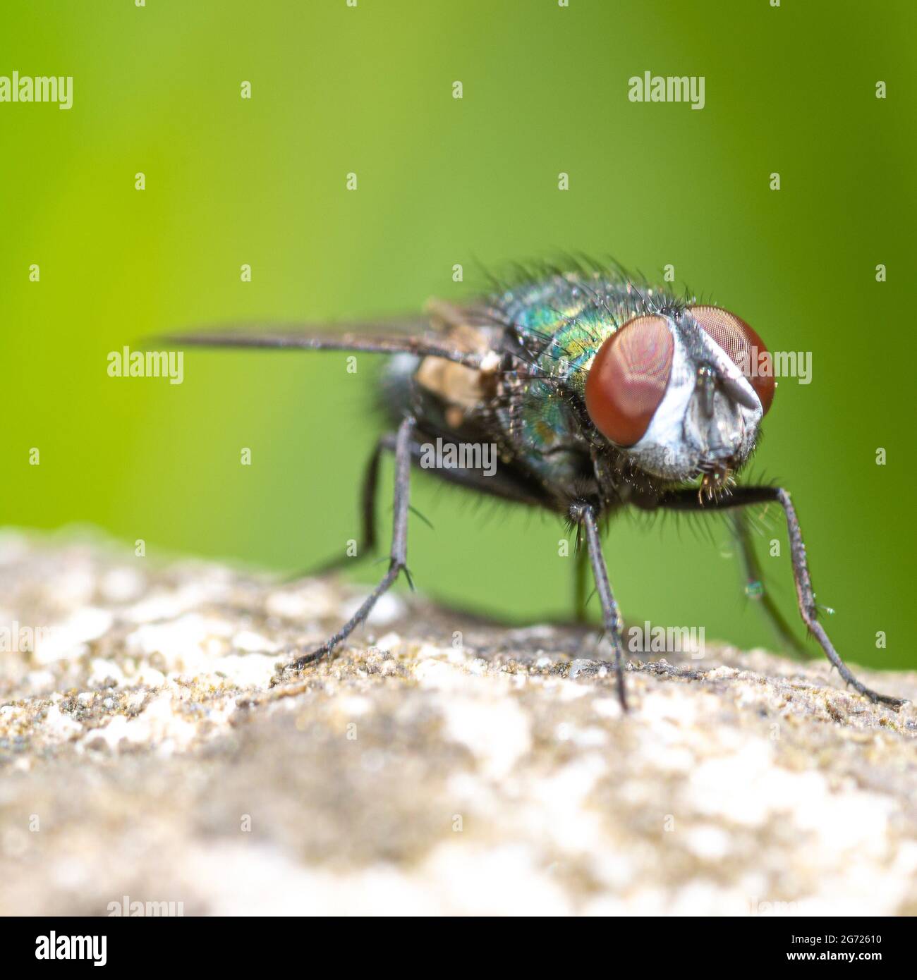 Closeup of a green bottle fly on a rough surface with a blurry ...