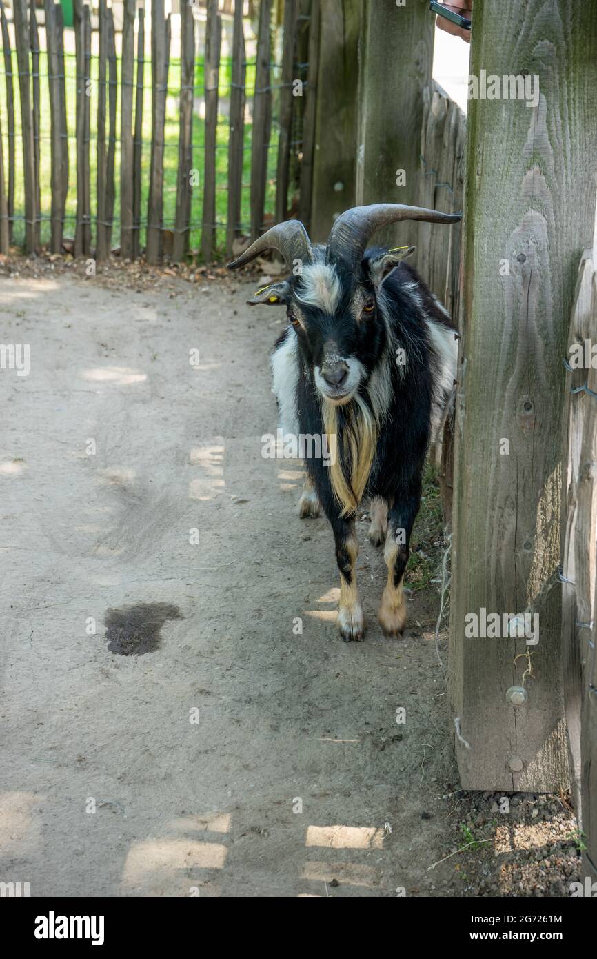 Vertical shot of a black and white goat standing at the barn Stock ...
