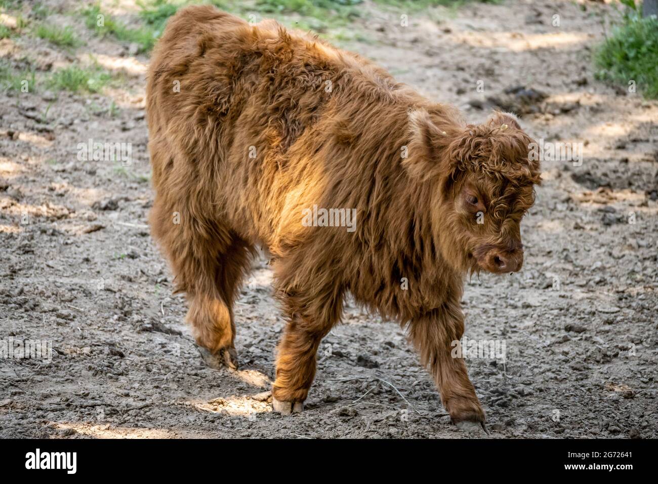 Closeup of a highland cattle on a farm field under the sunlight Stock ...