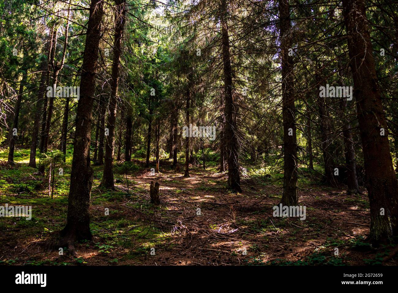View through forest trees, sunlights over the mountain forest details ...
