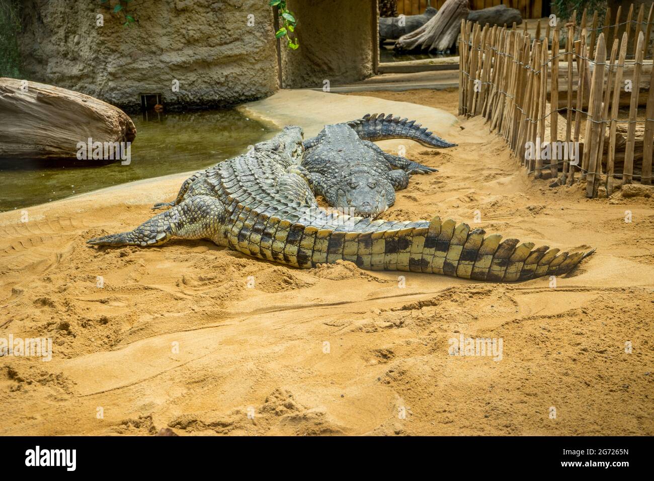 Crocodile lying on the sand at the zoo Stock Photo - Alamy
