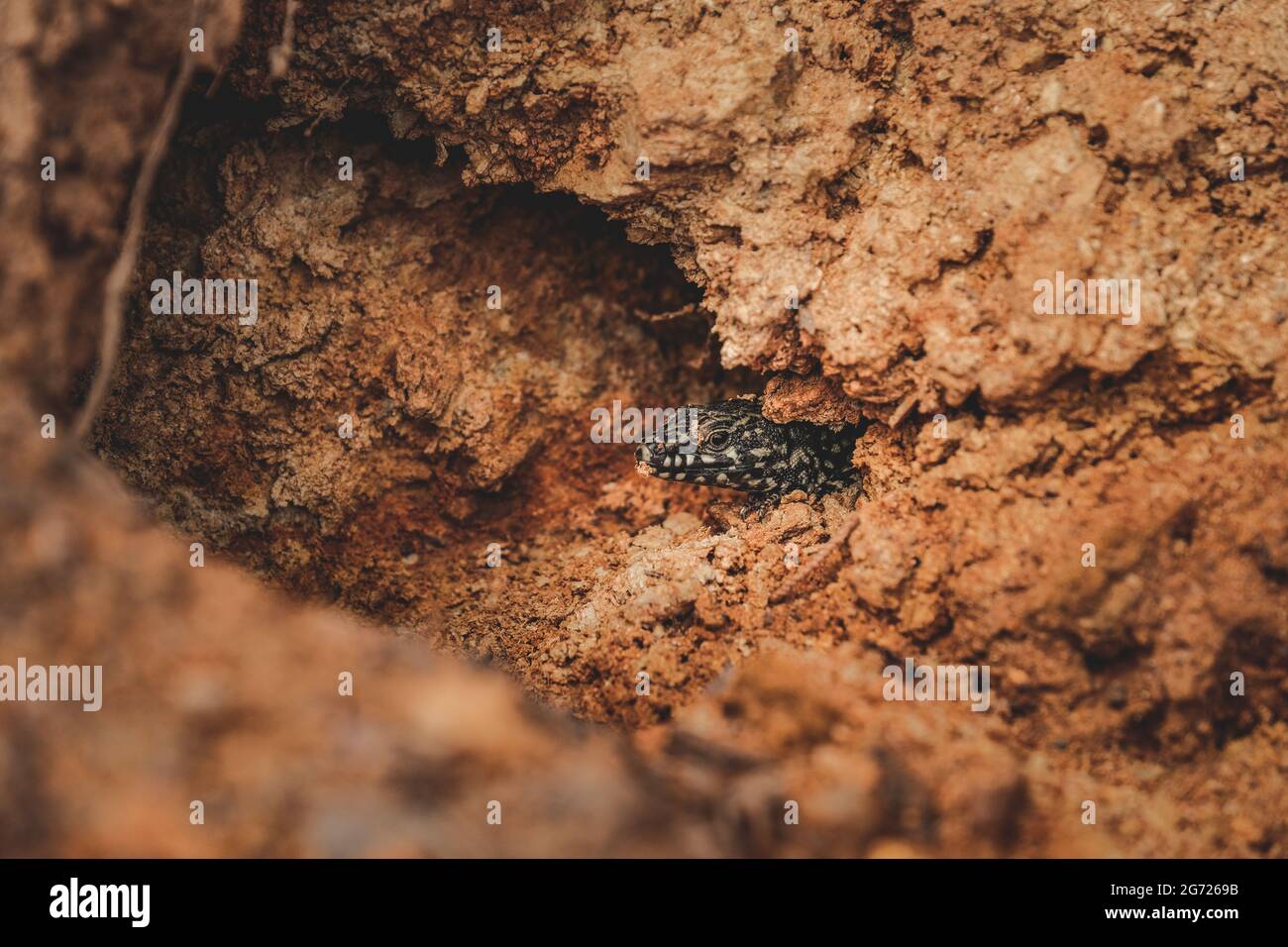 Shallow focus of a lizard hiding under the ground Stock Photo - Alamy