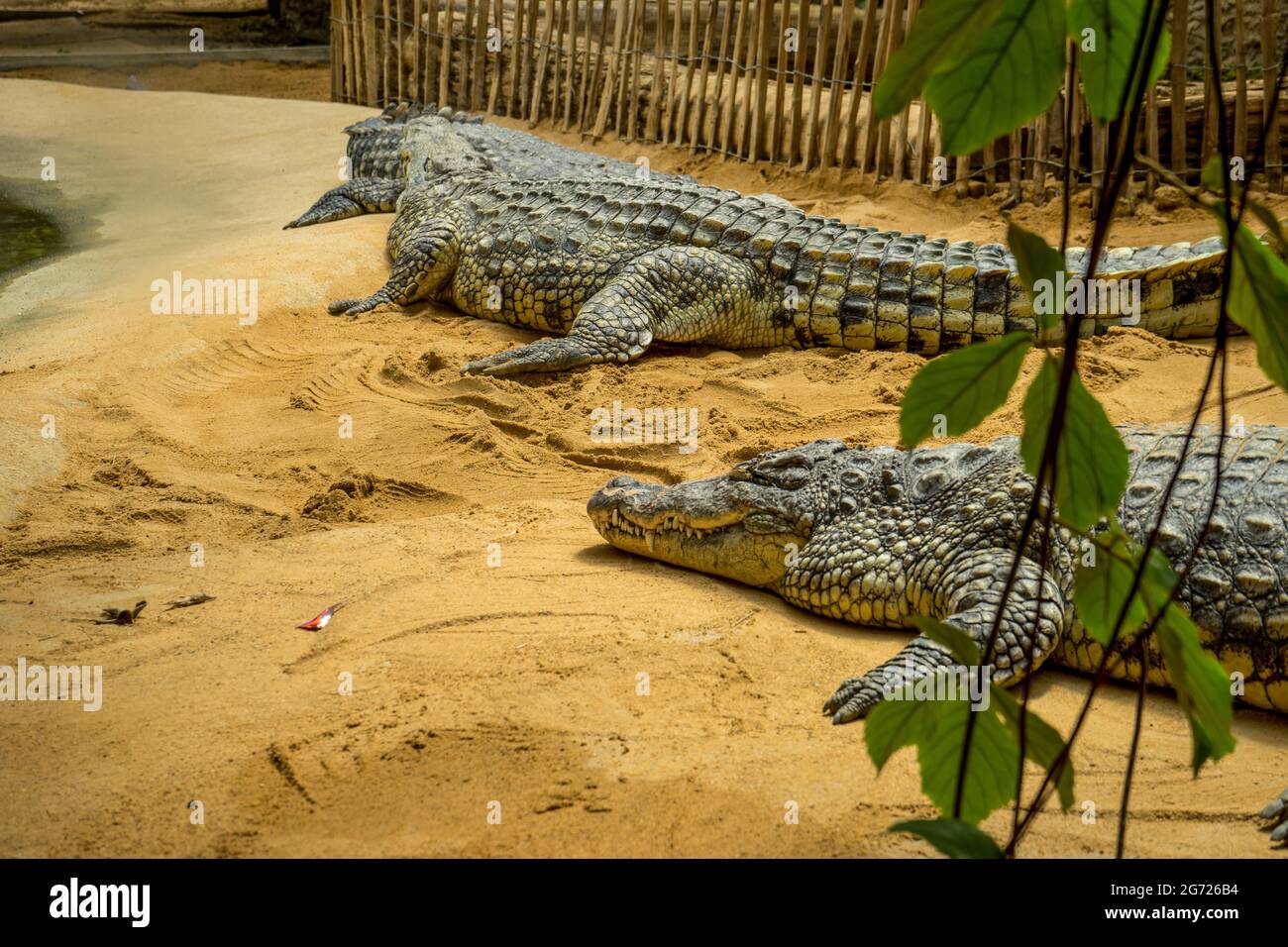 Crocodiles lying on the sand at the zoo Stock Photo - Alamy
