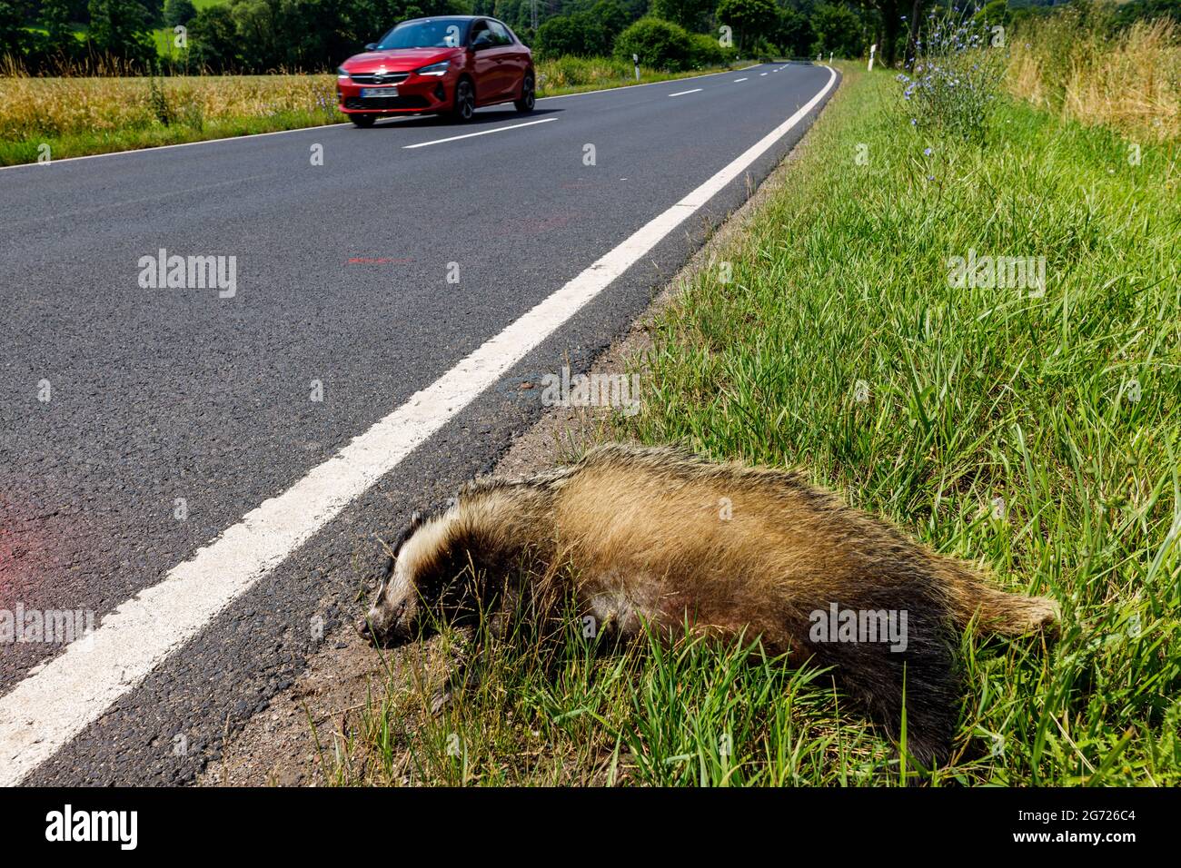 Animal accident on the road with a badger at Eisenach in Germany Stock ...