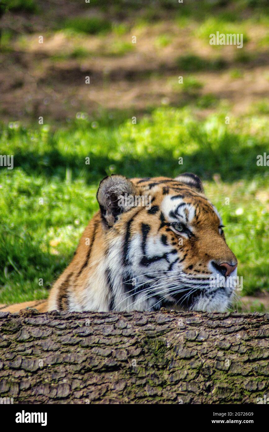Vertical shot of a tiger head looking from behind a fallen tree in a ...