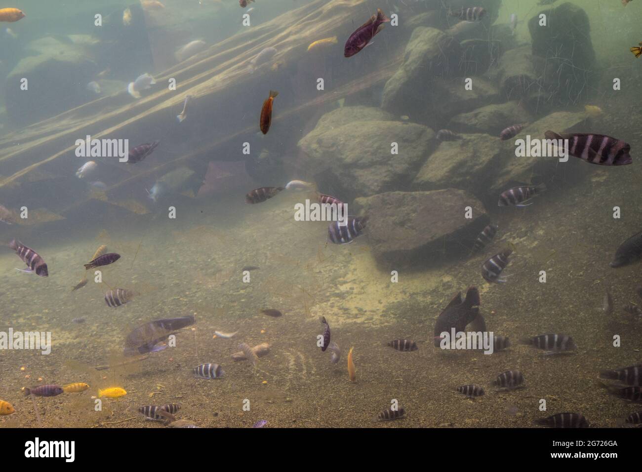 Different fish swimming in an aquarium at the zoo Stock Photo - Alamy