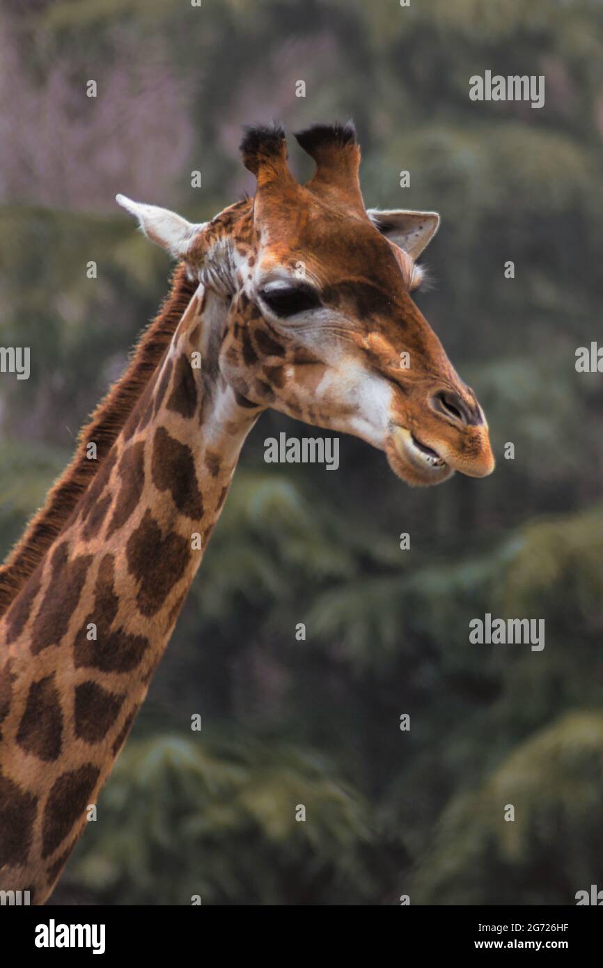 Vertical shot of a giraffe neck and head with green trees in the ...