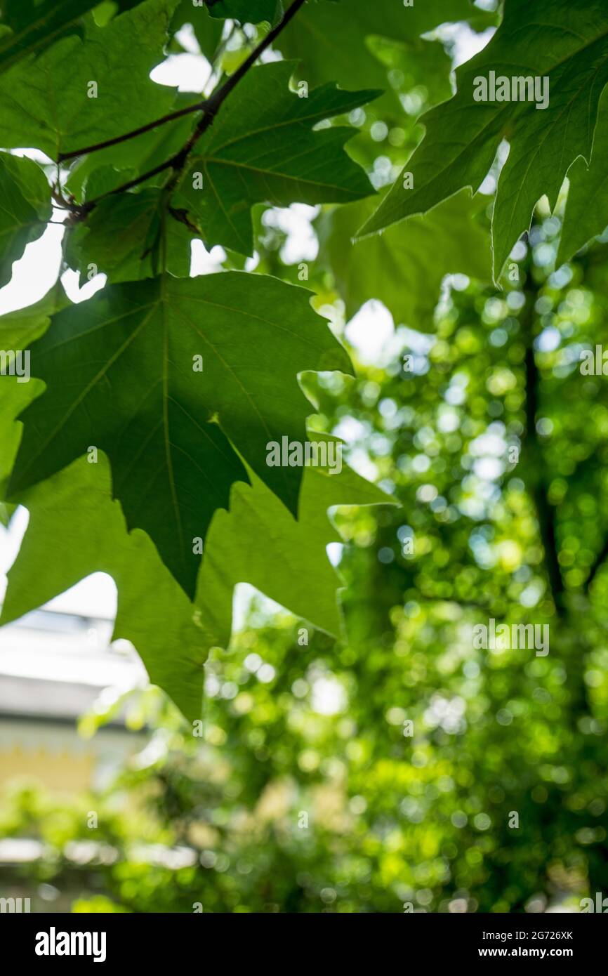 Vertical shot of green maple leaves on a tree Stock Photo - Alamy