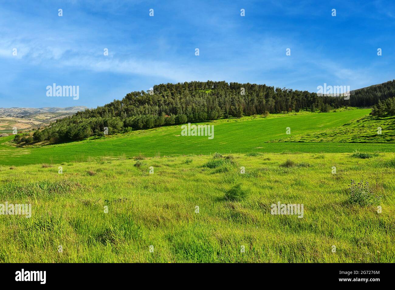 In winter, Israel turns green with grass, flowers, trees and green ...