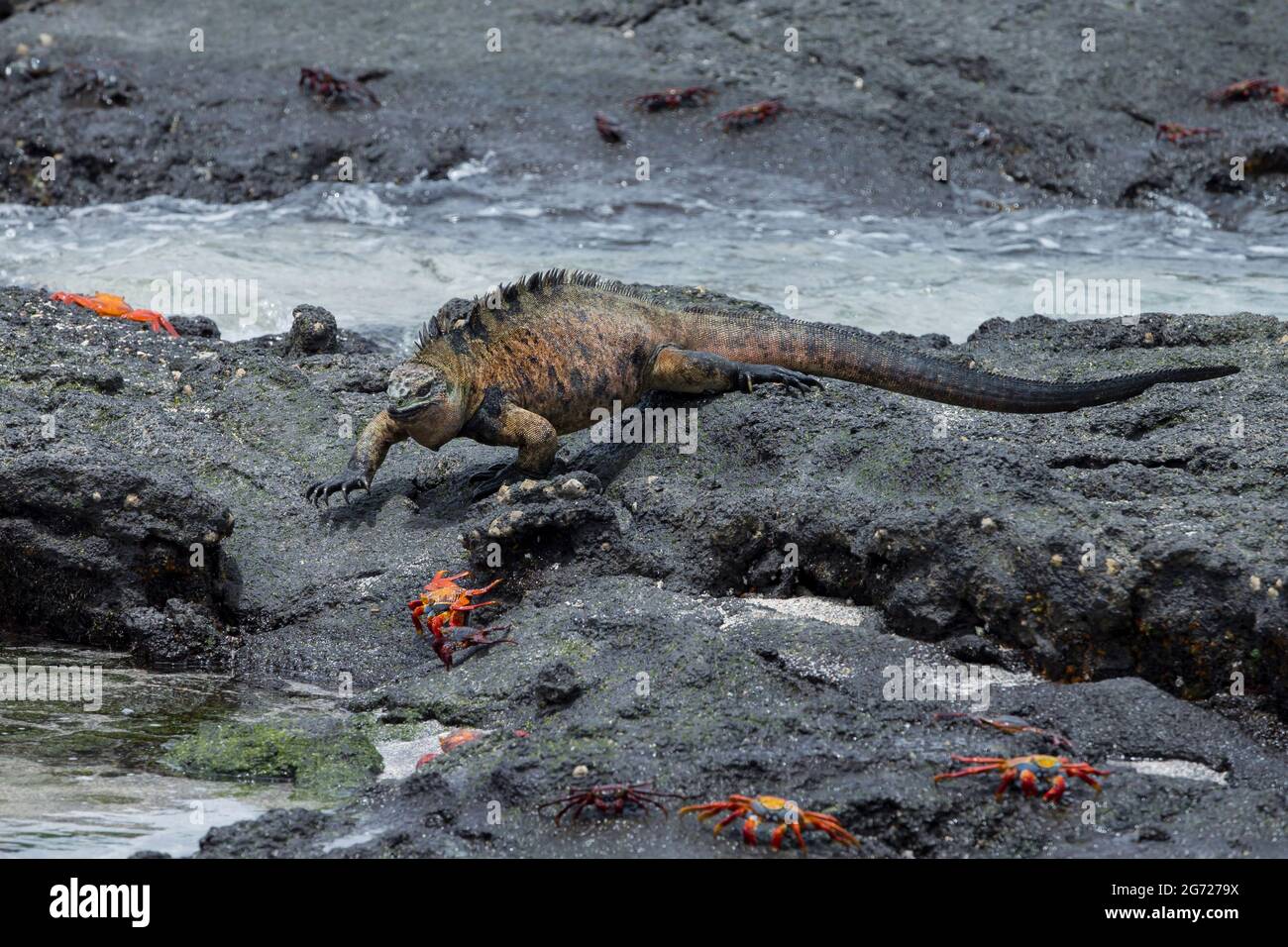 Marine Iguana (Amblyrhynchus cristatus Stock Photo - Alamy