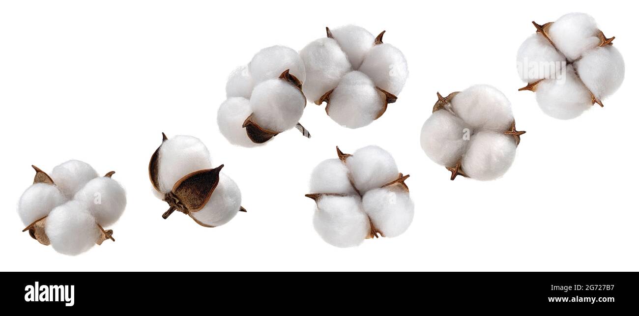 Cotton plant flower isolated on white background Stock Photo - Alamy