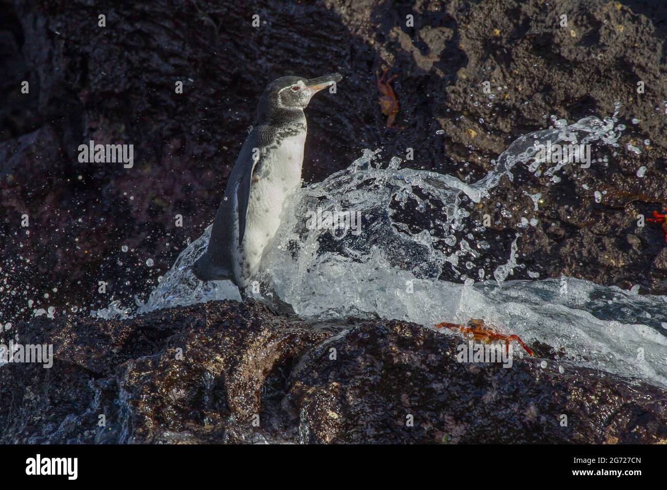 Galapagos Penguin (Spheniscus mendiculus Stock Photo - Alamy