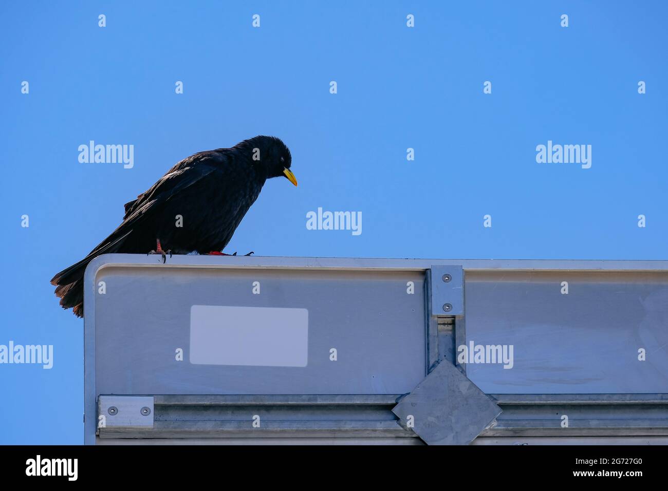 Alpine chough - Black Raven Birds in Gornergrat, Swiss Alps, Zermat ...